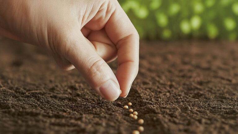 Parable of the Mustard Seed – The Story of Jesus